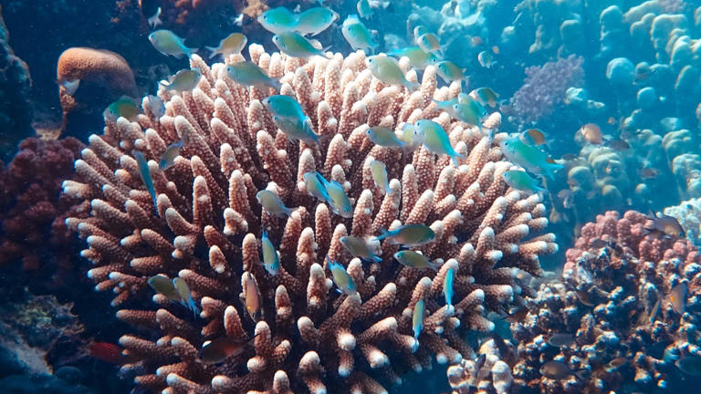 ‘Historic’ high seas treaty takes effect: will it really save oceans?