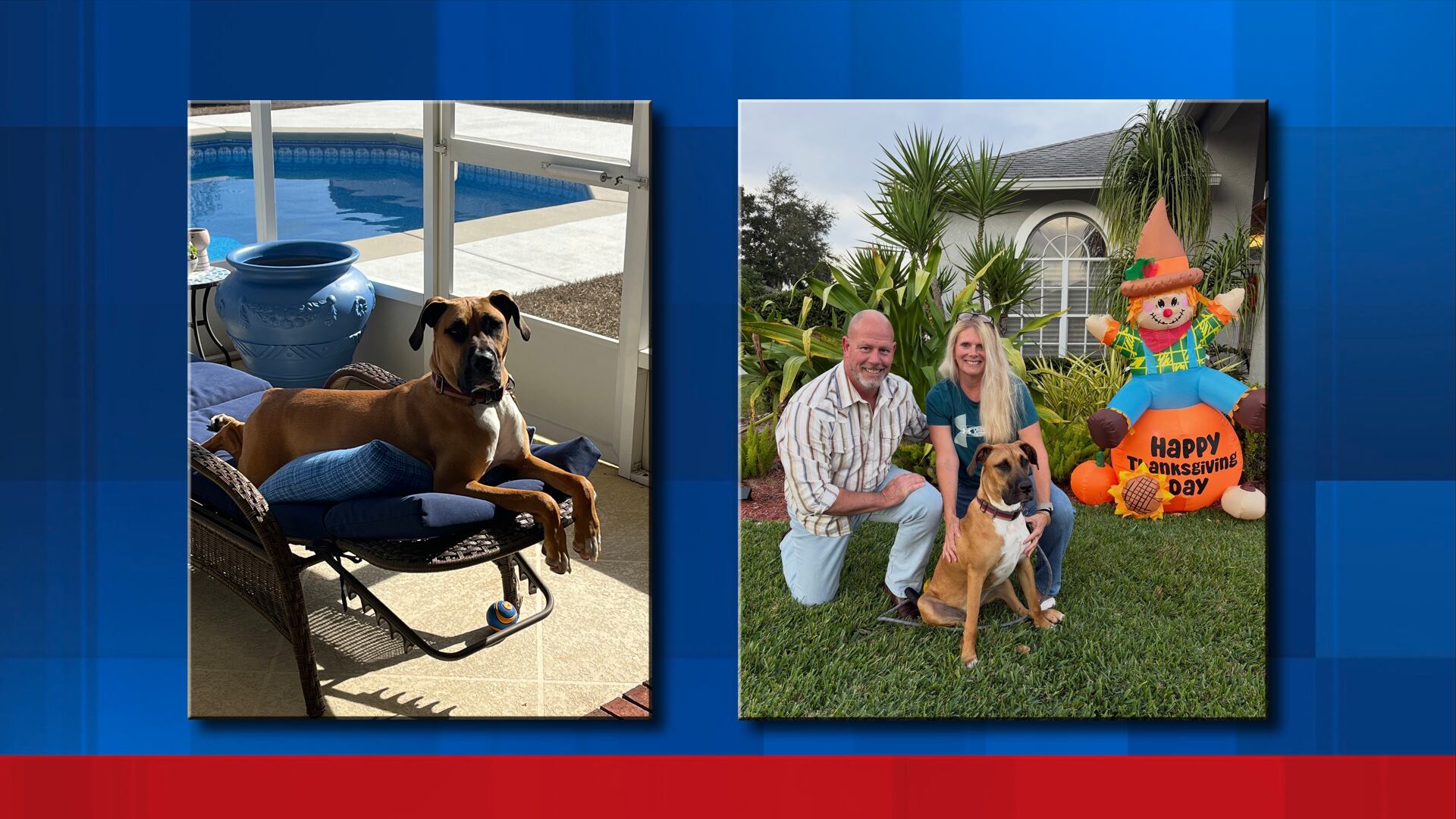 ‘Seeing them get adopted gives me hope’: Pets featured on News4’s Pet ...