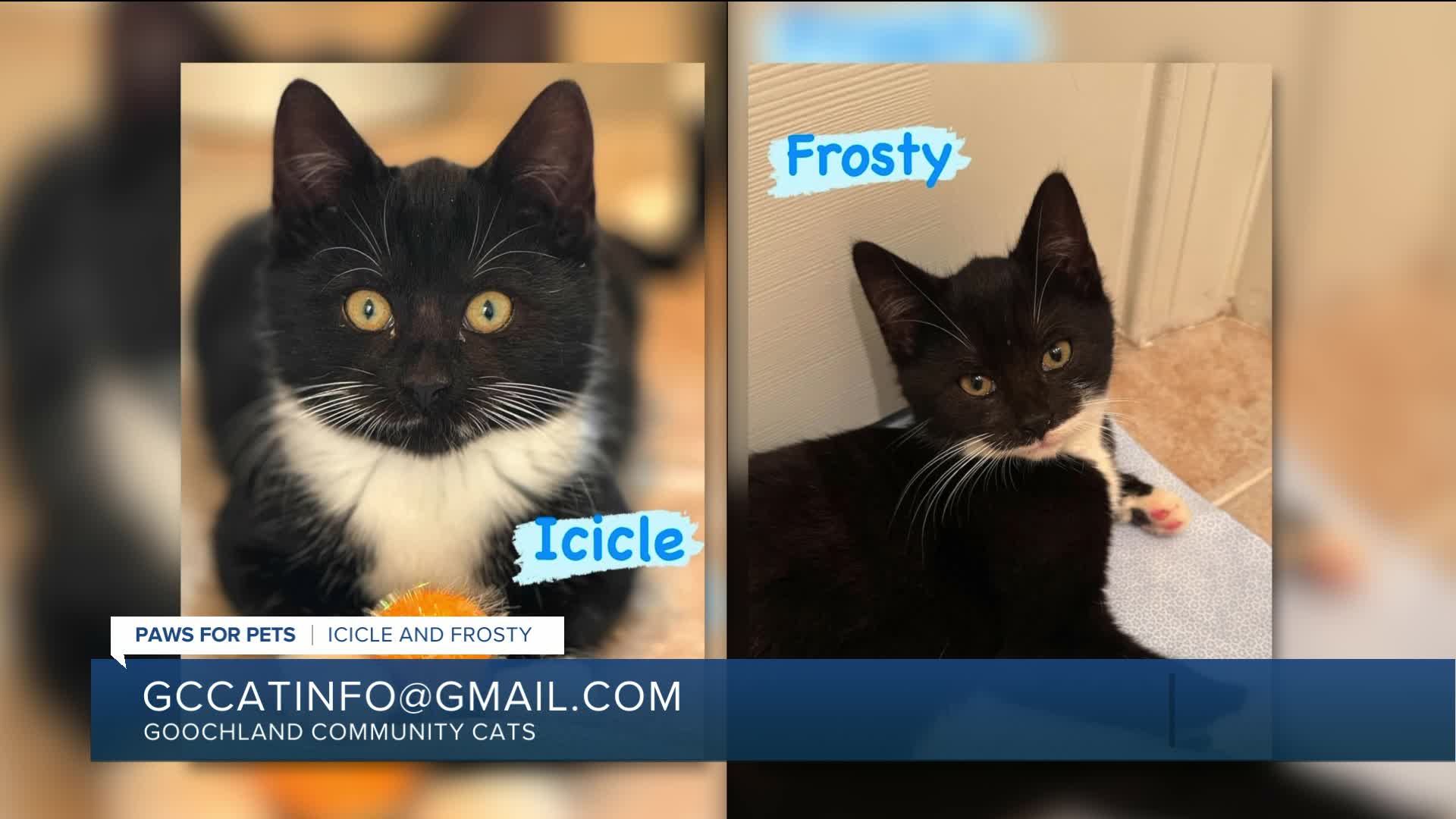 Paws for pets: Icicle & Frosty, brothers who love to play together & cuddle