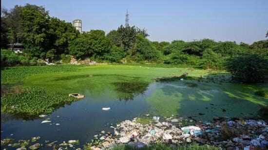 Noida: Sadar tehsil to auction water bodies for fish farming