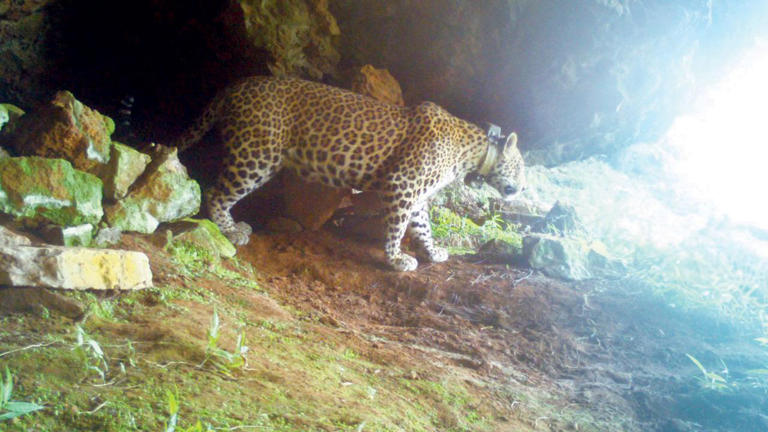 Bhayander leopard settles into new home at Sanjay Gandhi National Park