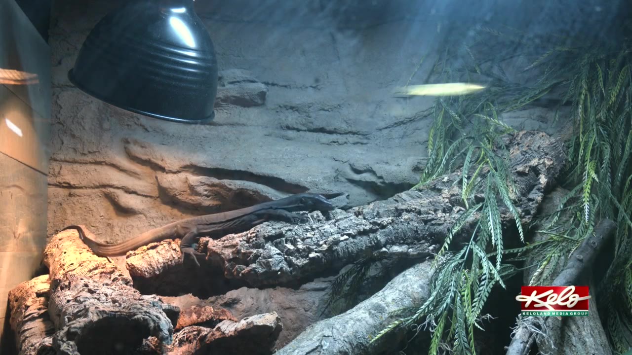 Cold-blooded in the cold of winter