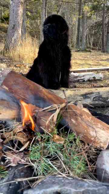 Gentle giant Newfie and campfire vibes: Epic outdoor puppy moments