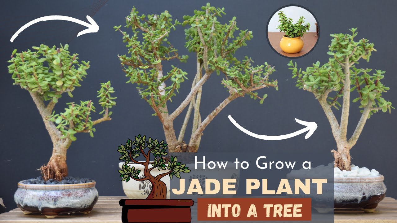 How to make your jade plant grow tall and strong like a tree