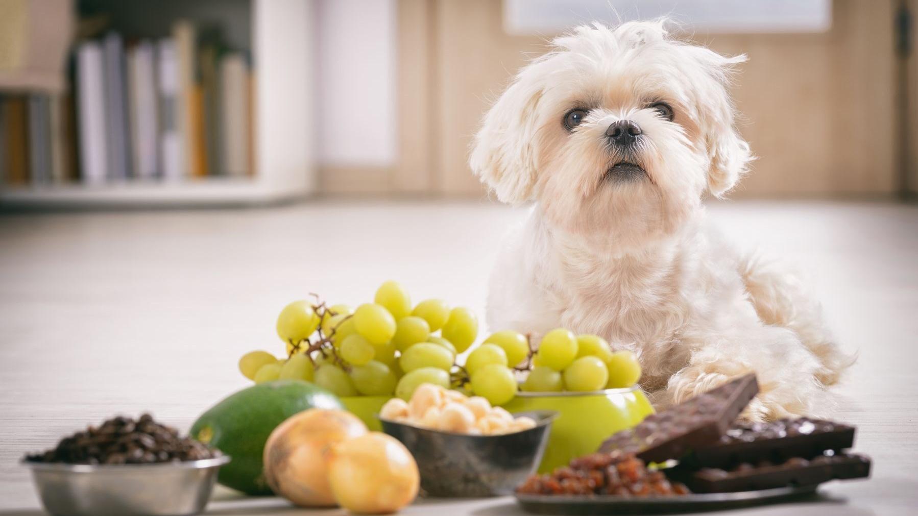 These foods can be dangerous for your pet