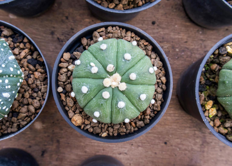 Non, les cactus ne sont pas tous les mêmes : ces 5 espèces vont vous ...