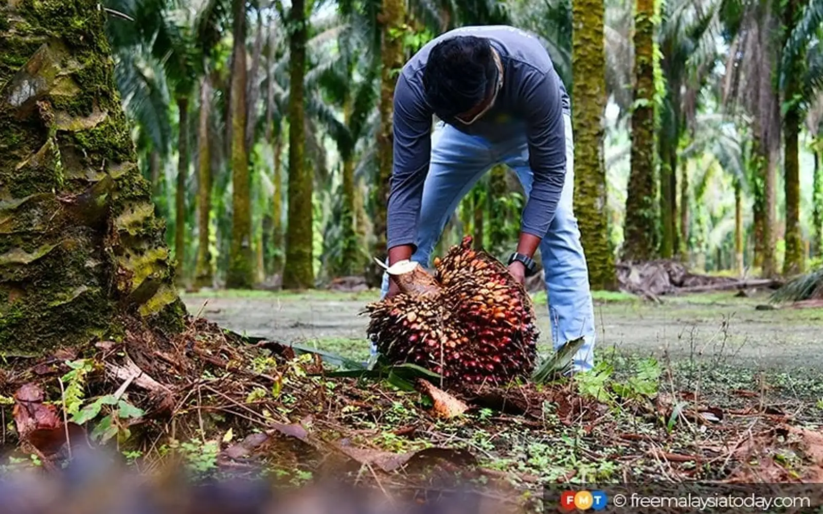 Palm oil prices to average lower in 2026 on higher supply