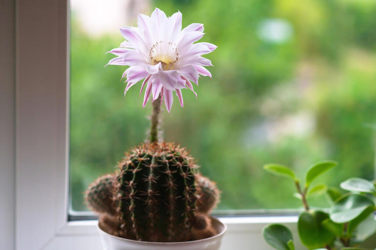 Non, les cactus ne sont pas tous les mêmes : ces 5 espèces vont vous ...
