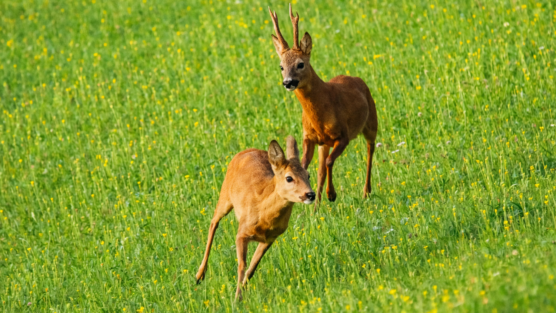 I was lucky to record two deer running together