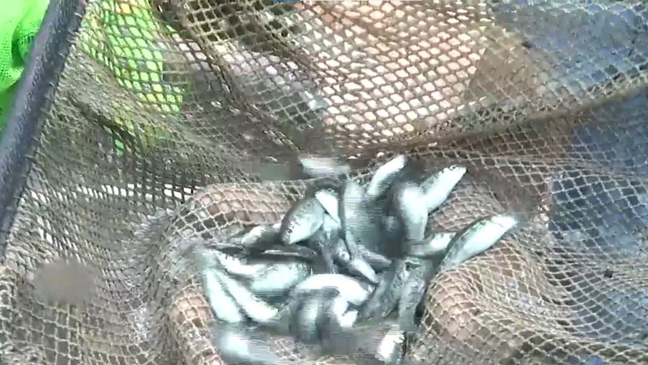 Rajouri's youth find livelihood in trout farming via govt schemes