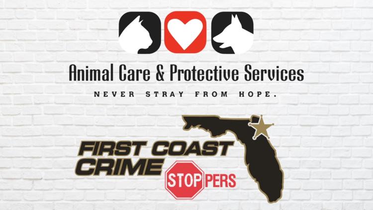 Rewards now offered for tips solving Jacksonville animal cruelty cases ...