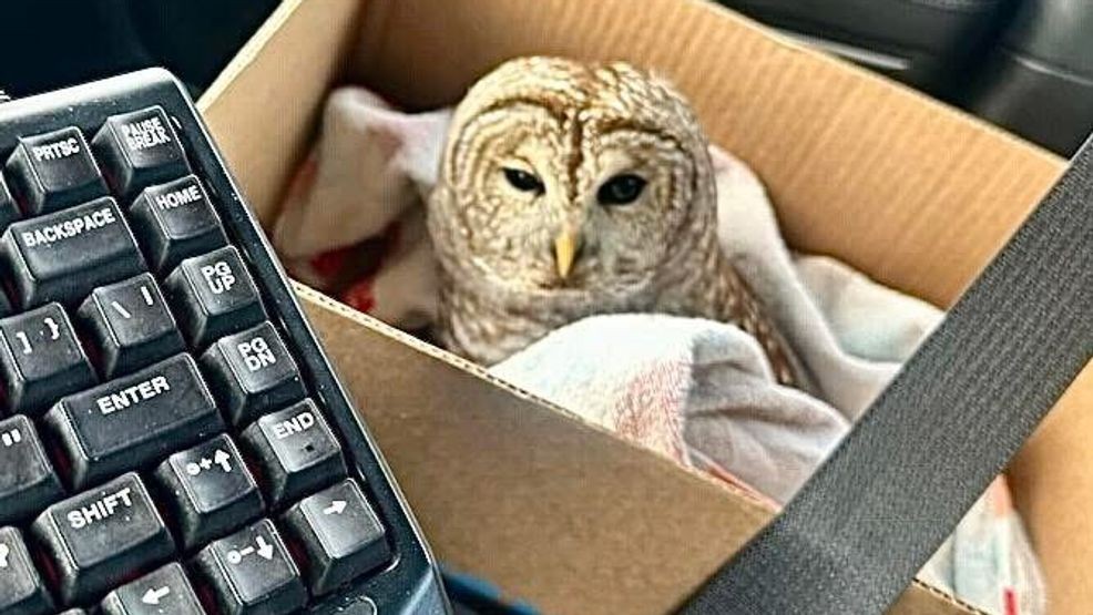 Hoot saved the owl? NYS Trooper talks about his rescue mission on I-81