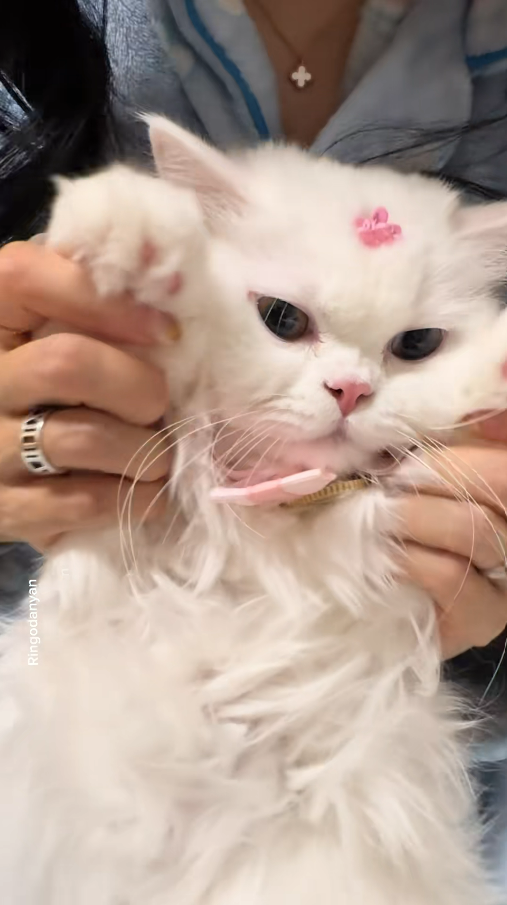Red and white cat combo that will melt your heart
