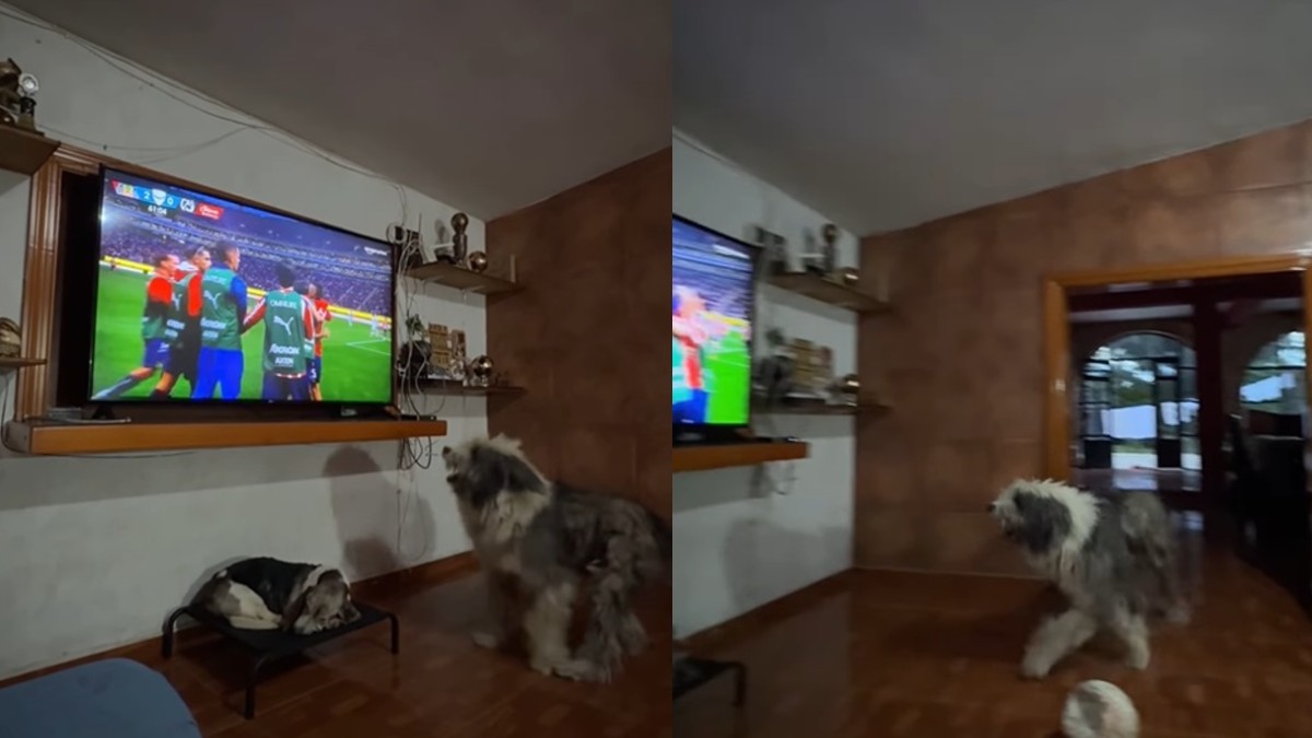 ¡El canino más rojiblanco! Perrito celebra segundo gol del Rebaño en el ...