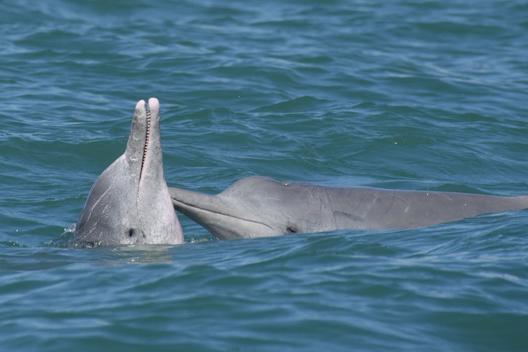 Social lives of whales and dolphins shape the spread of infectious diseases