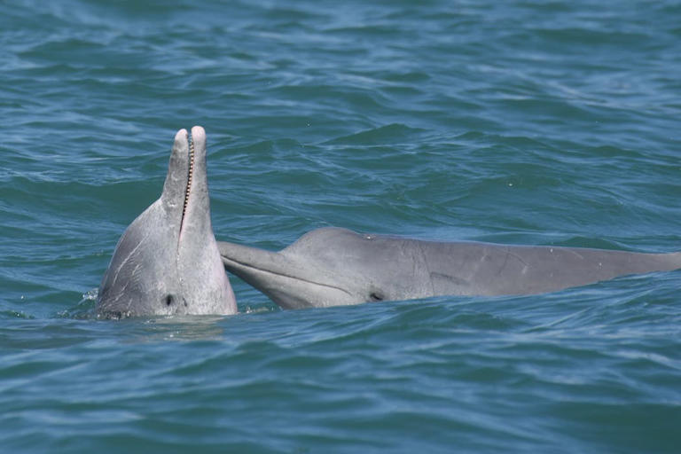 Social lives of whales and dolphins shape the spread of infectious diseases