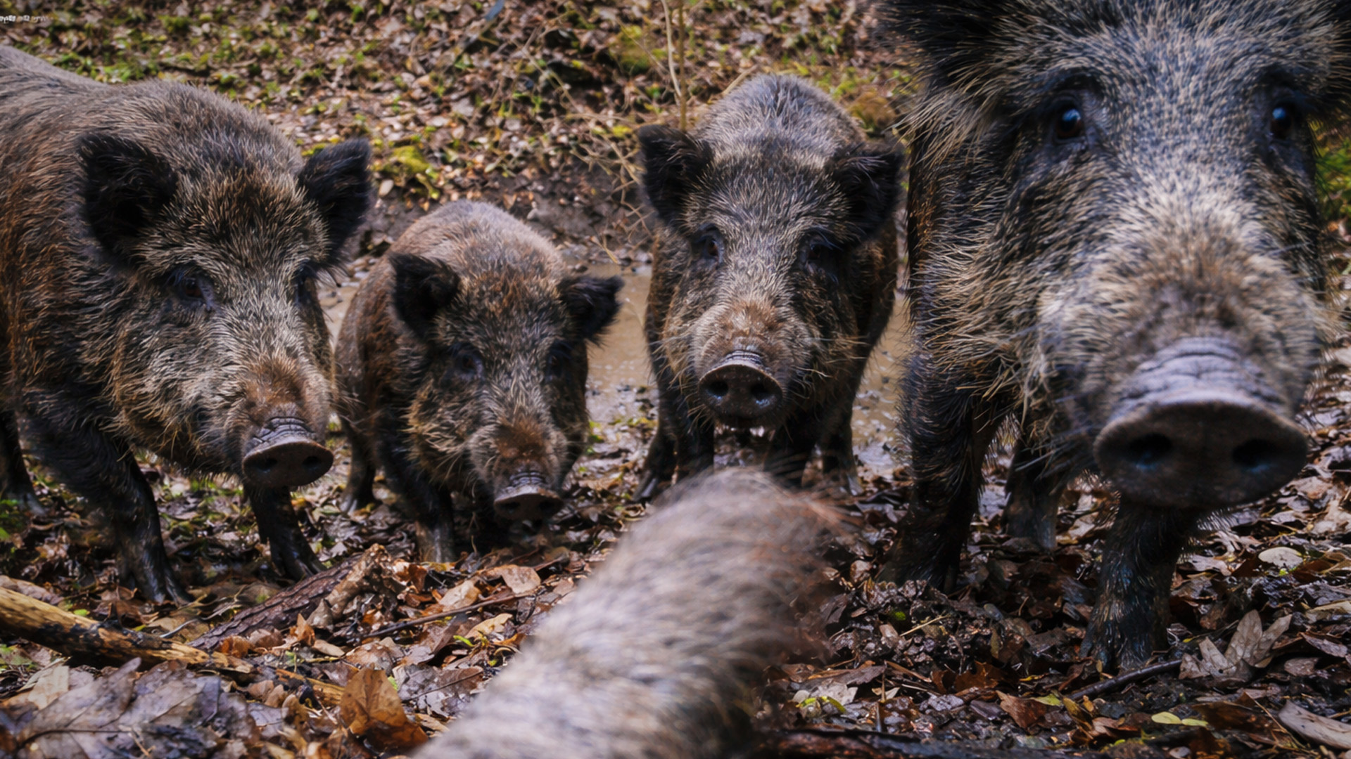 These wild boars didn’t like my camera trap being there