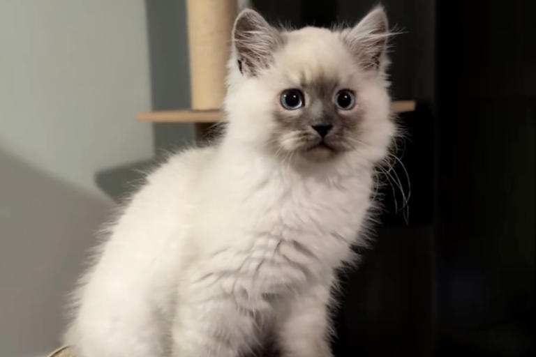 Cute little kitten delights owner – but just months later, he's ...