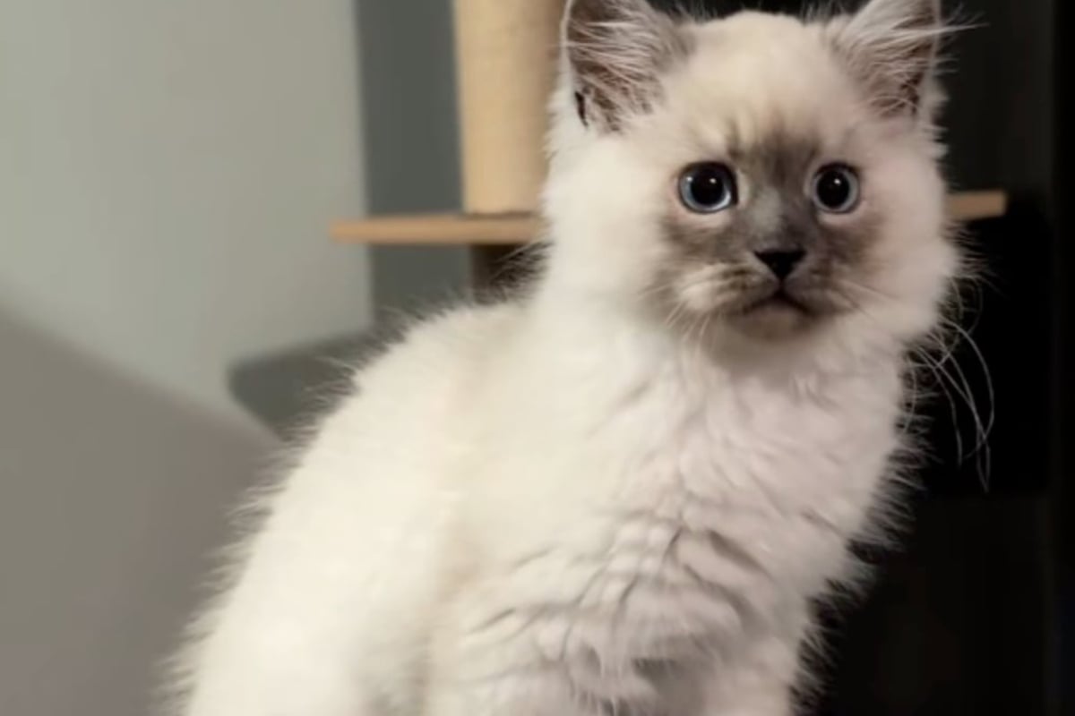 Cute little kitten delights owner – but just months later, he's ...