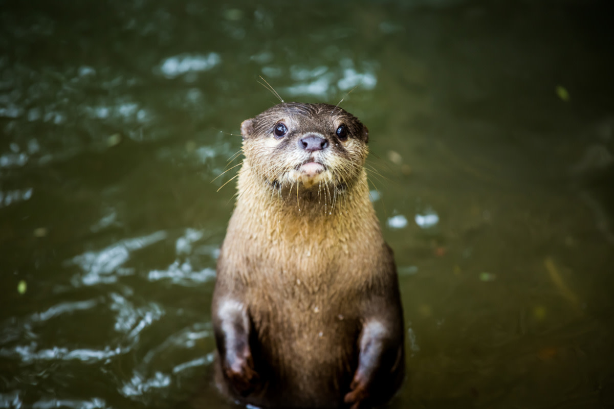 Otter Pup Getting Their First Swim Lesson Is Making Everybody Smile