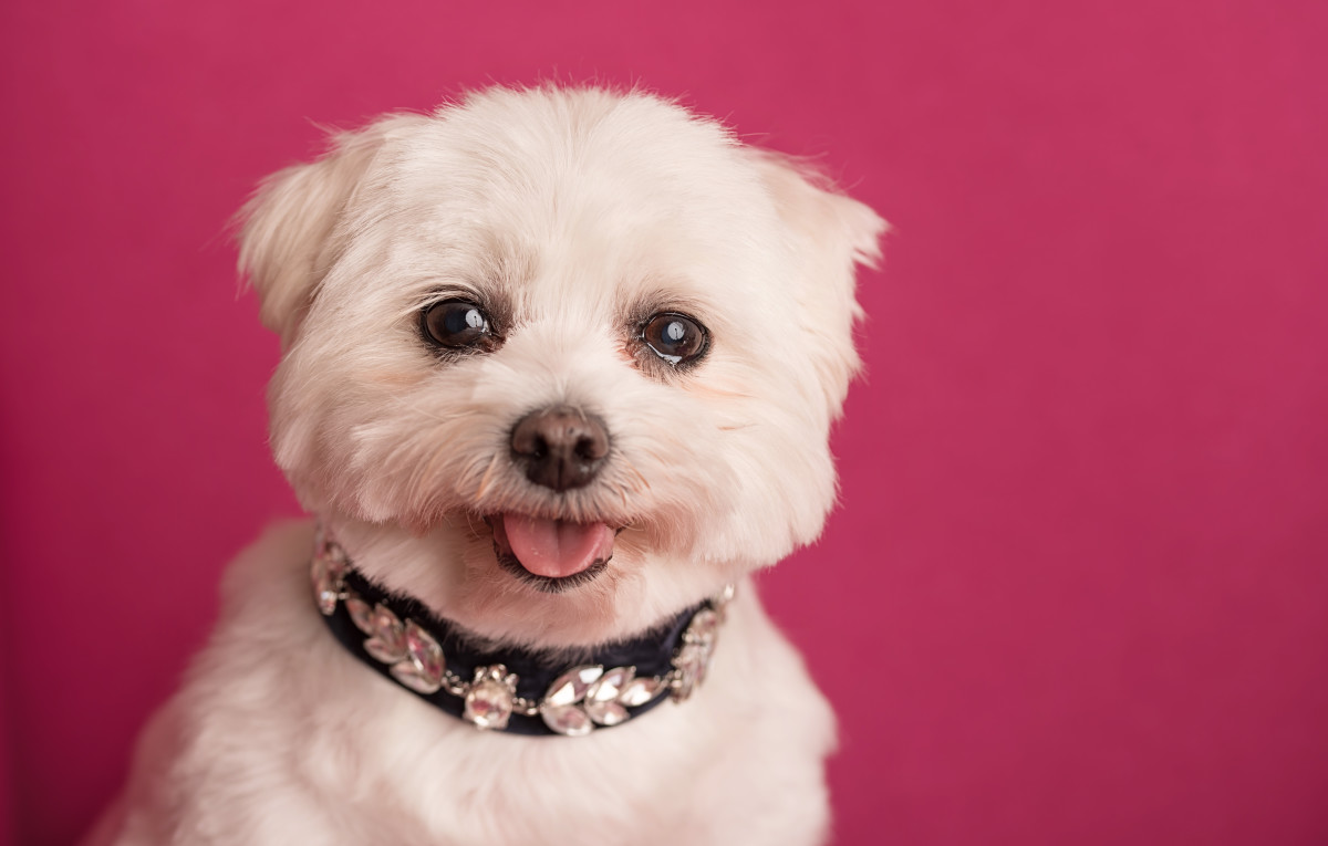 Your dog deserves to be the best dressed this Valentine's Day