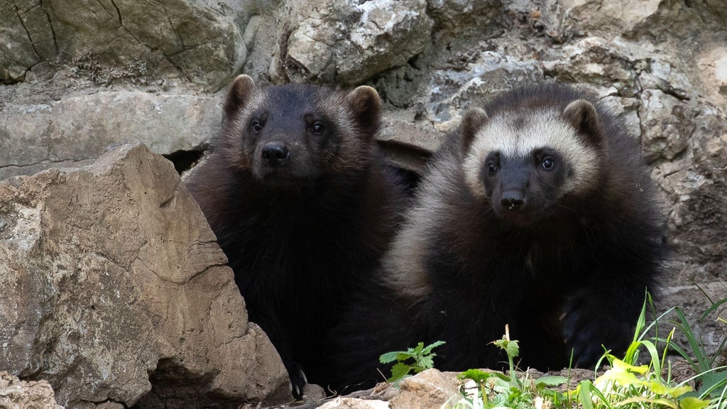 Colorado Parks and Wildlife unveils wolverine restoration plan, hopes ...