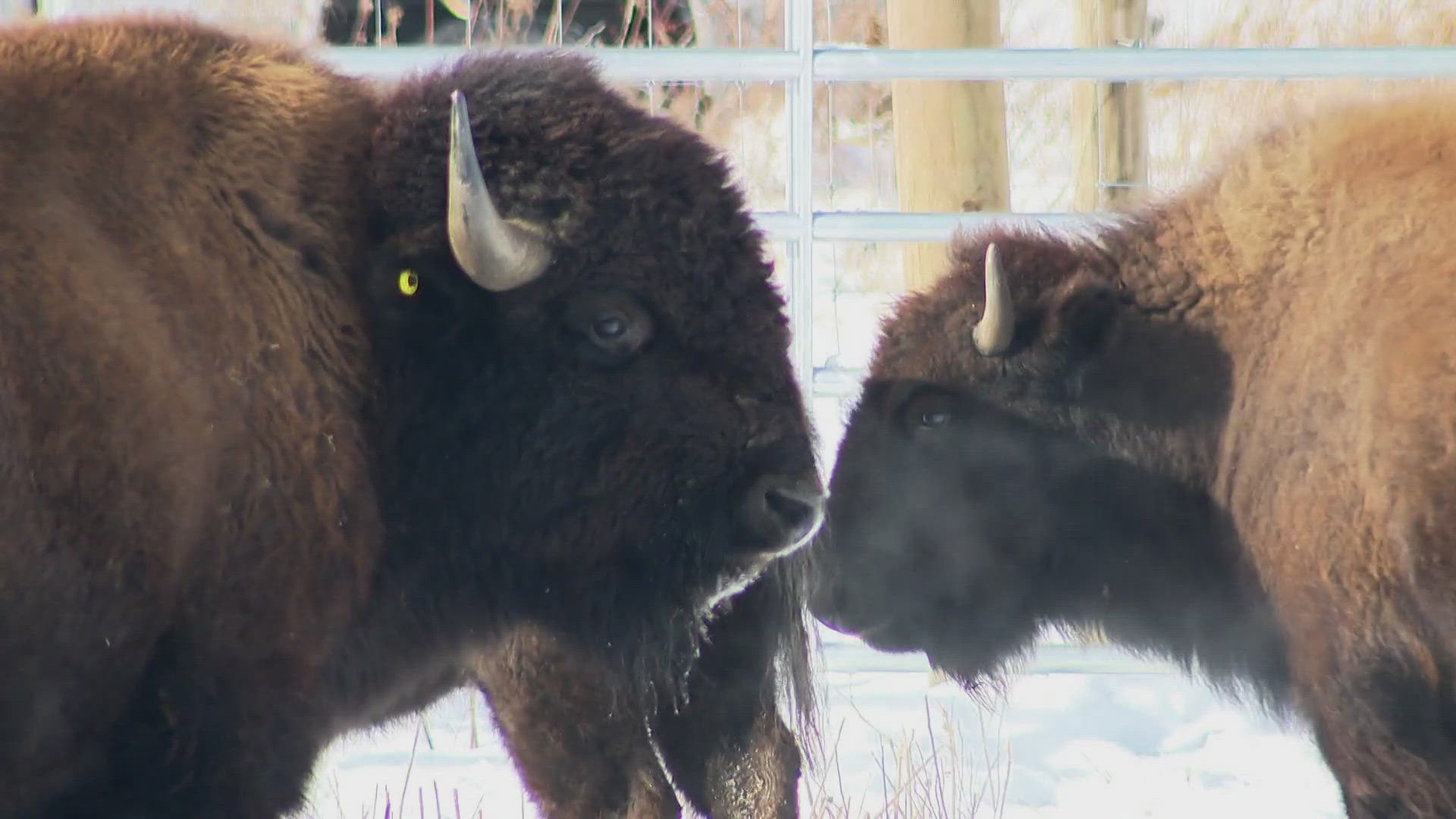 North American bison return to the Midwest