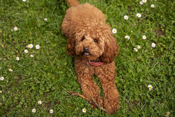 Poodles as Therapy Dog: Training and Benefits