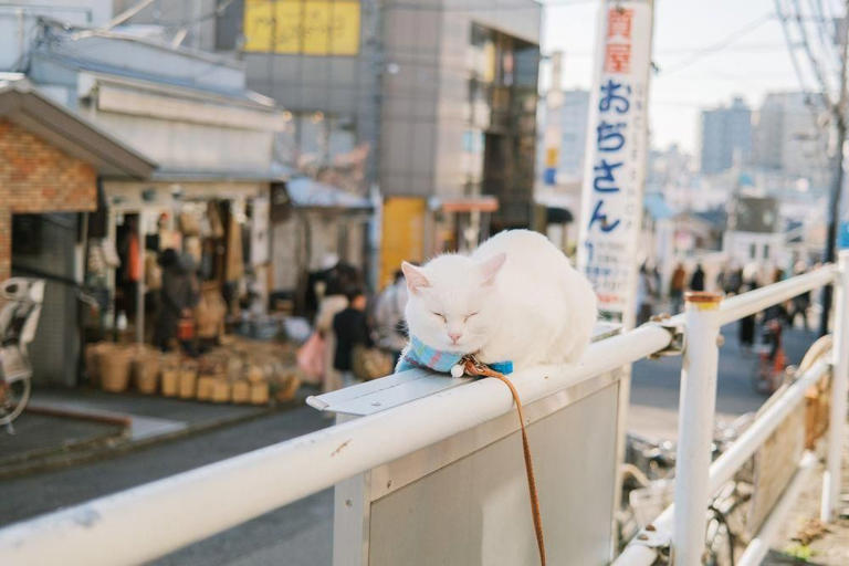 Jangan ngaku pencinta kucing kalau belum ke Yanaka Ginza, Tokyo!