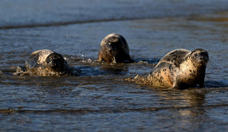 'Nothing compares to this!' Locals left stunned after thousands of ...