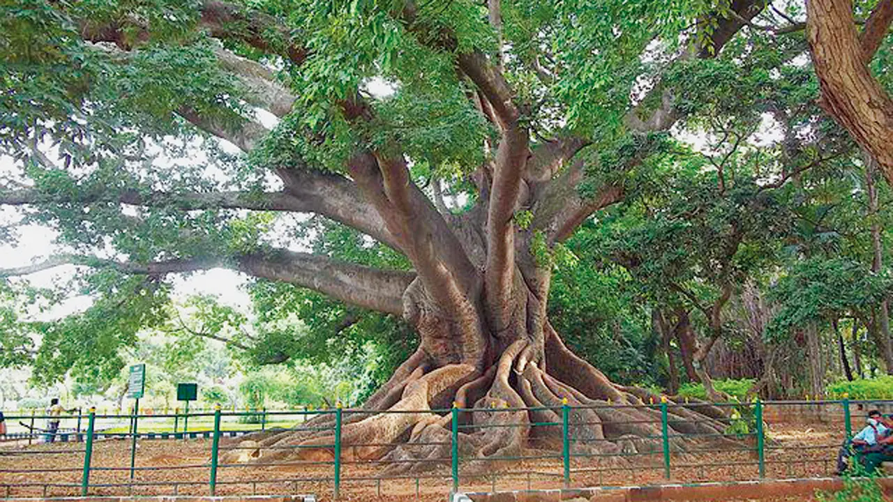 Sign up for this walk that highlights how trees aid Mumbai's harbour