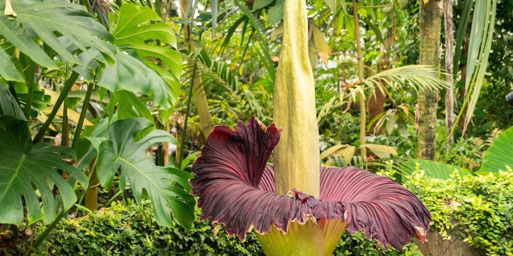 Adelaide’s corpse flower is about to bloom