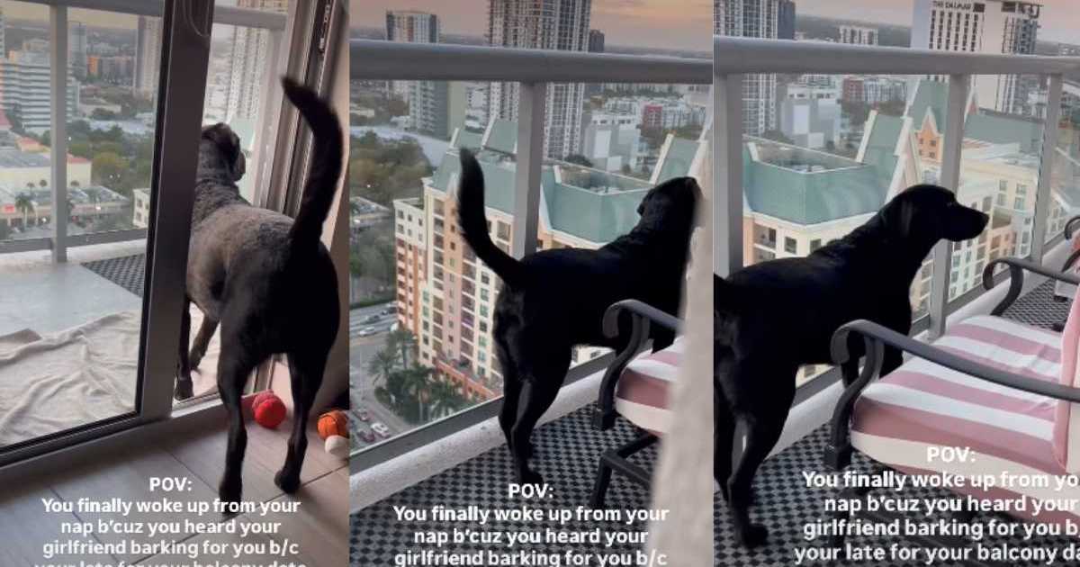 Video: Labrador wakes up from nap to meet 'girlfriend' for balcony date