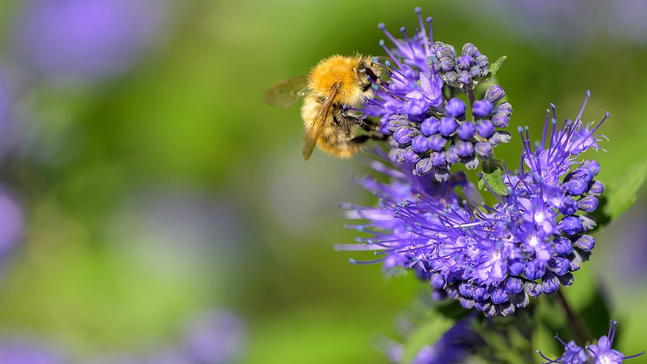 Caryopteris: come coltivare questi spettacolari fiori blu-violetti