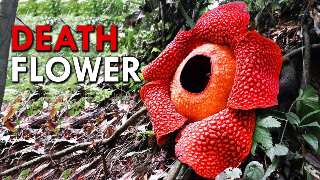 Why this massive flower has no leaves, roots, or clear answers