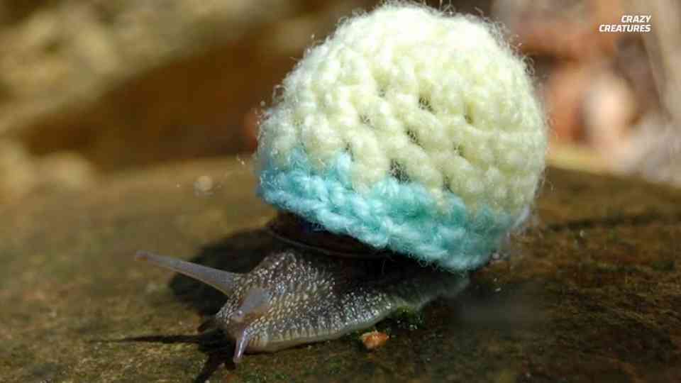 How an invasive snail is altering ecosystems and public health