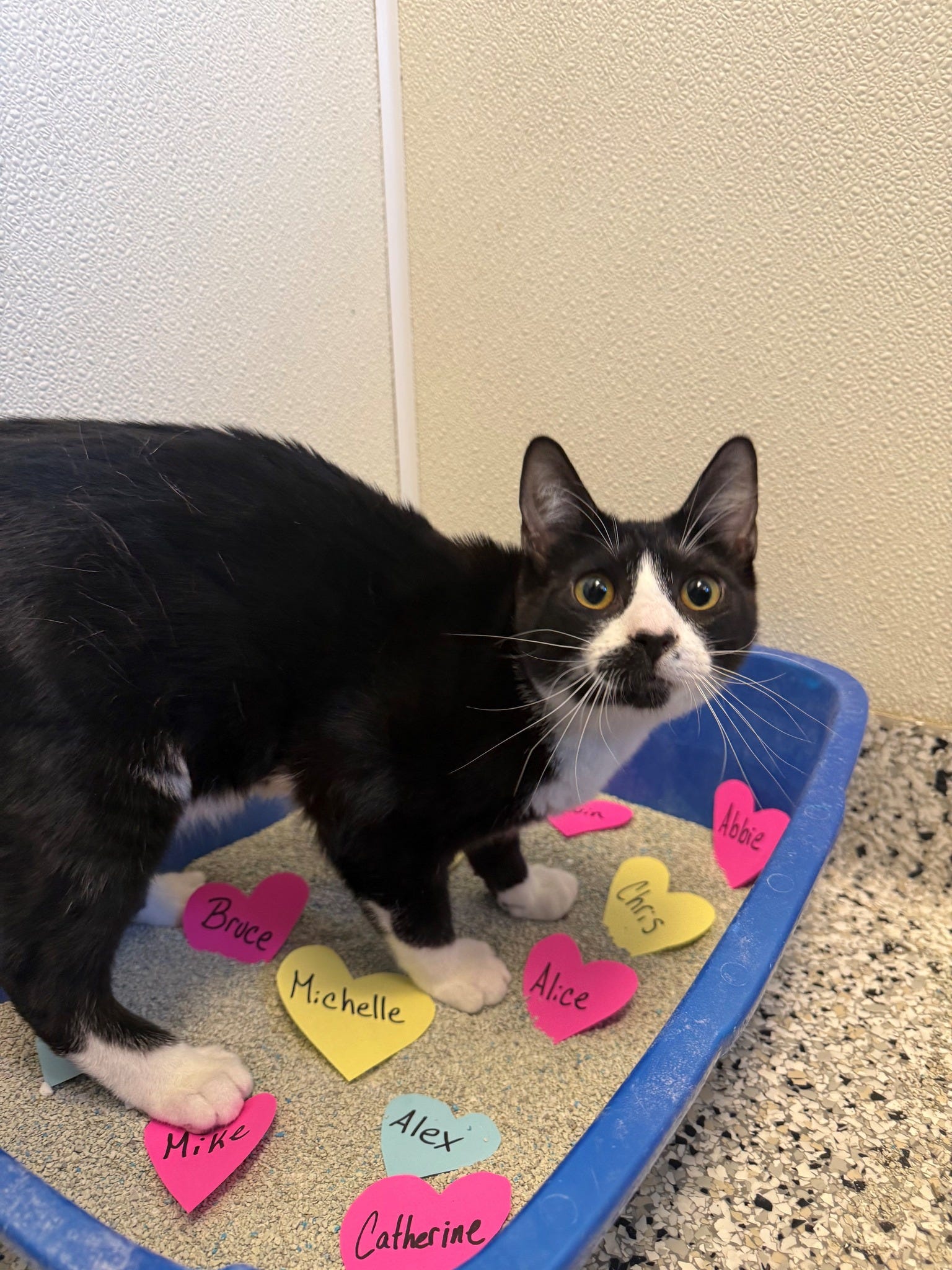 Valentine’s revenge is served at Humane Society in Dartmouth. Here's how.