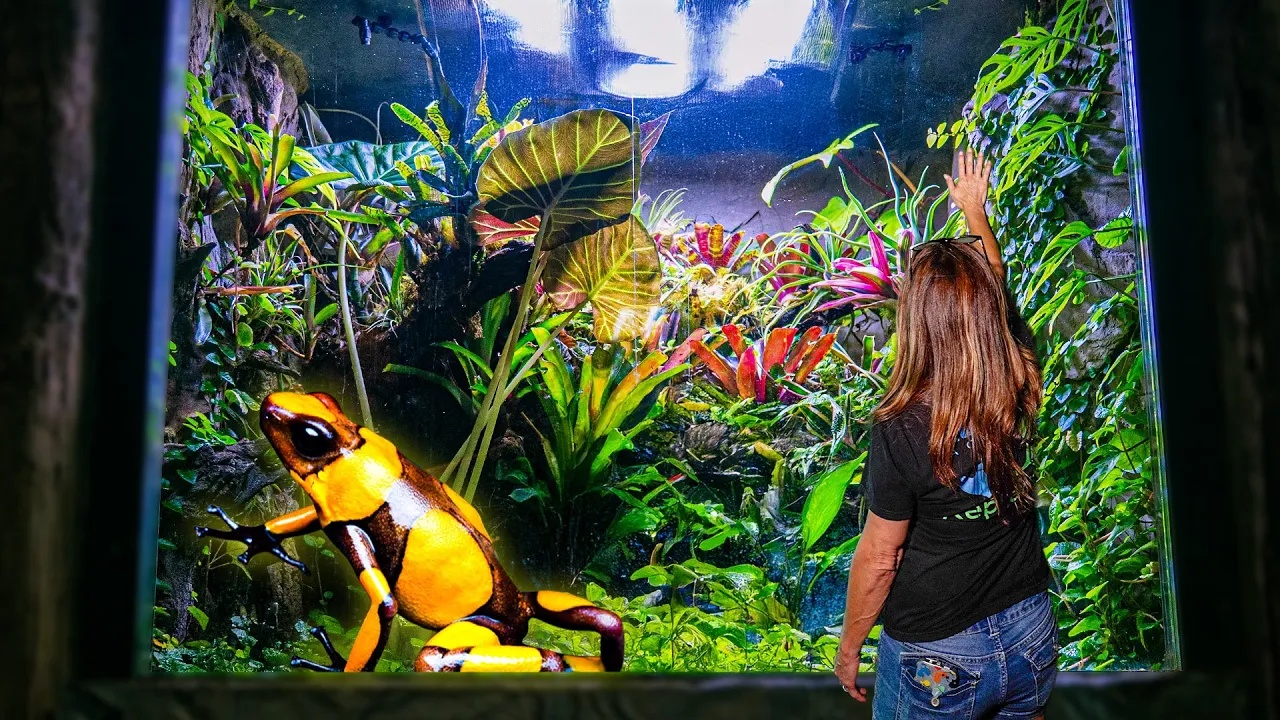 Building a dense jungle habitat designed specifically for poison dart frogs