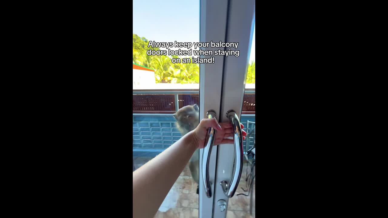 Tourists in Thailand forced to hold balcony doors shut to stop troop of ...