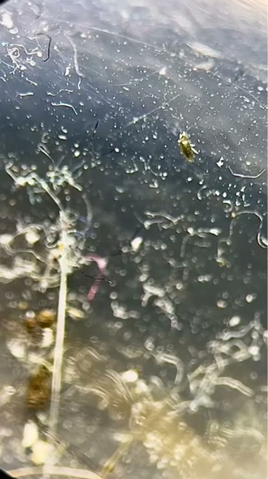 House dust under the microscope!