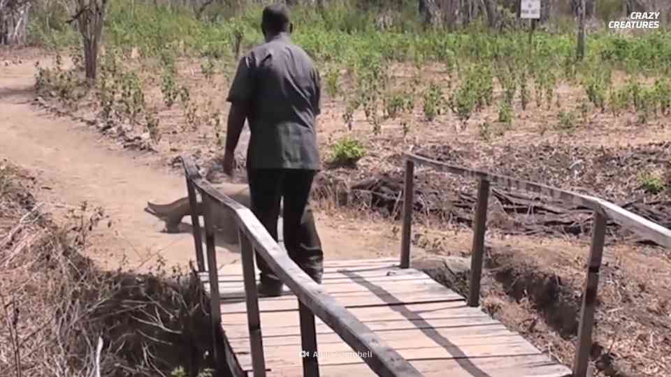 When proximity to wildlife turns instantly dangerous