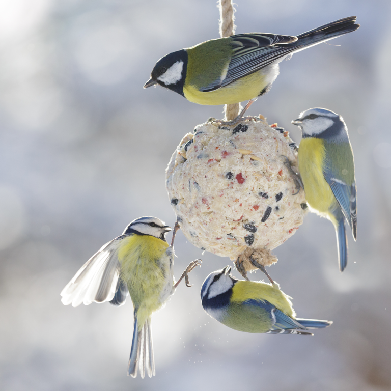 6 things people who attract lots of birds to their gardens always have ...