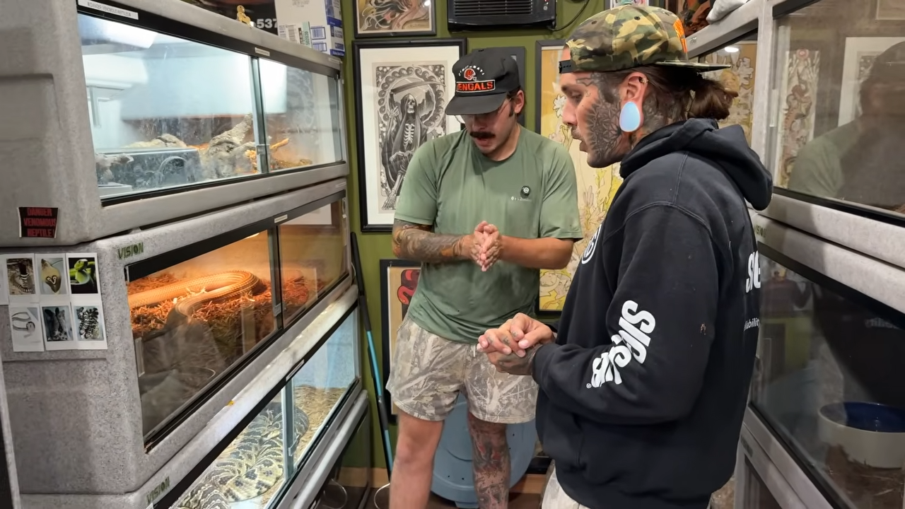 Close-range footage shows a king cobra reacting to sudden movement