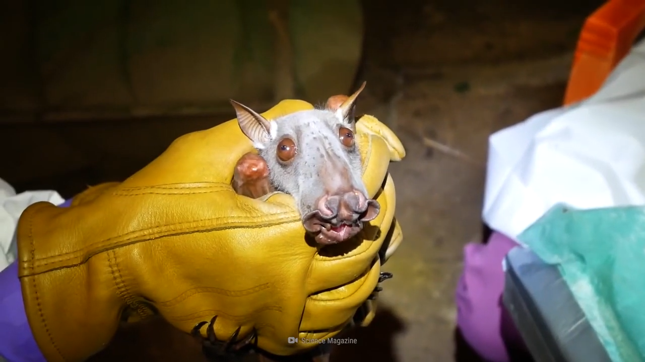 Was wäre, wenn das Virus nicht vom Markt kam