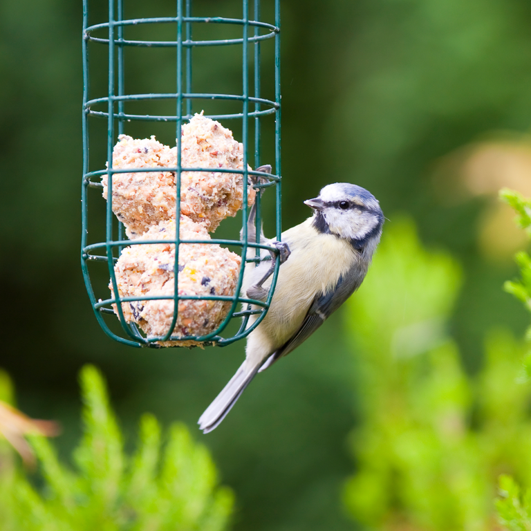 ‘Cheap’ filler ingredients in bird feed are harming your garden birds ...
