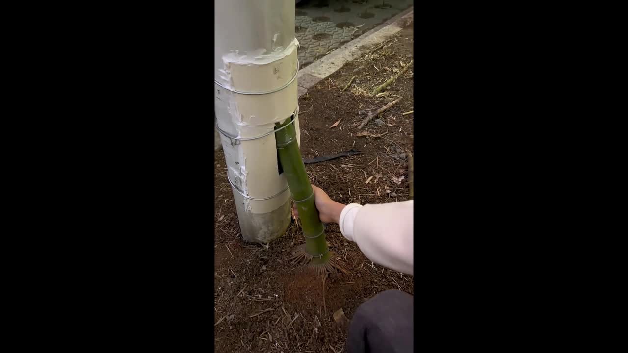 Resilient bamboo plant grows up through lamppost and becomes landmark ...