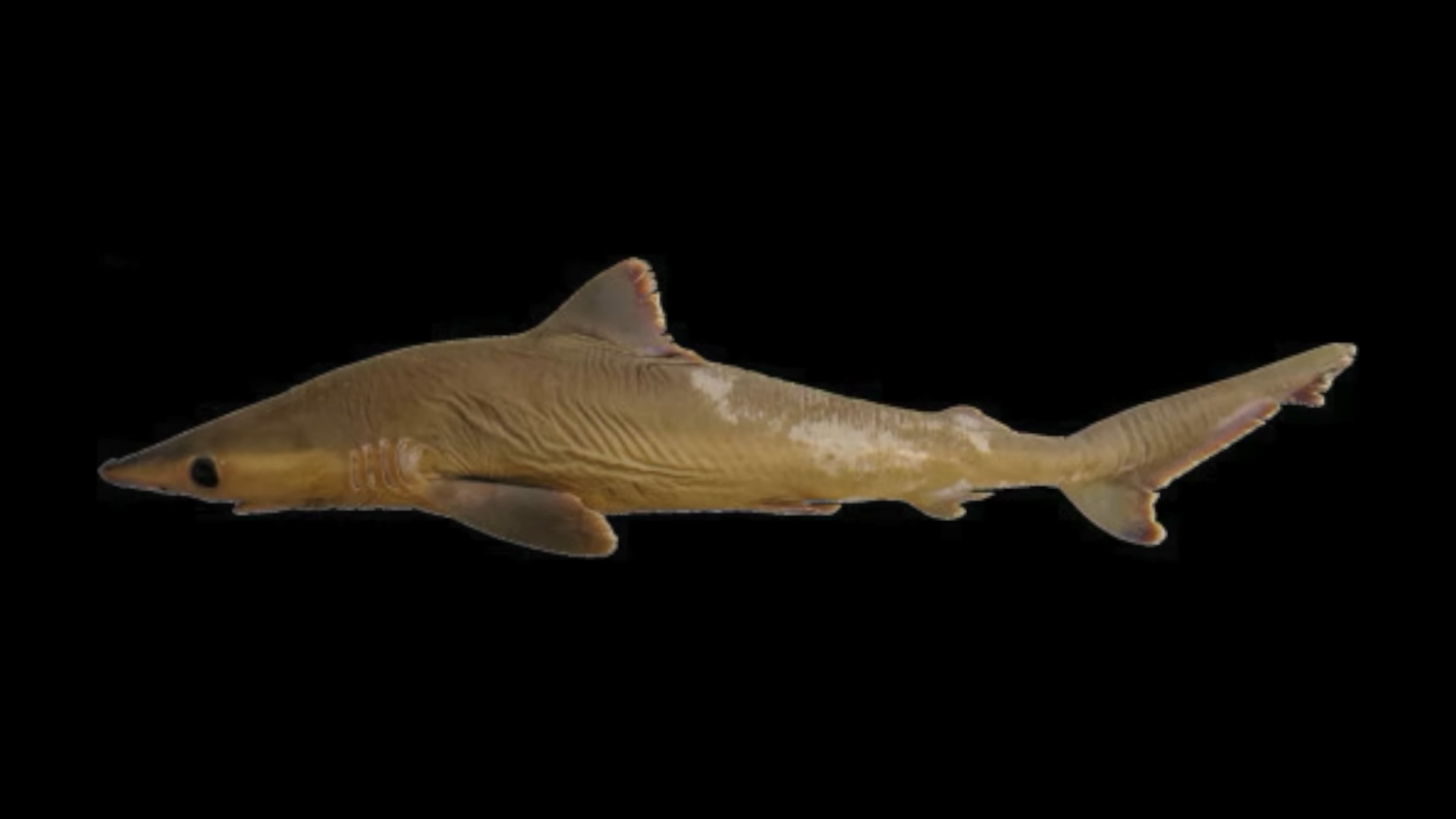 This shark is disappearing right now – and almost no one knows