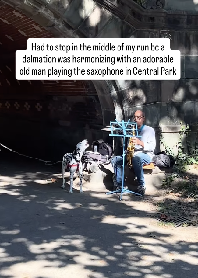 A dog sang with an old man playing a saxophone in Central Park, and a ...