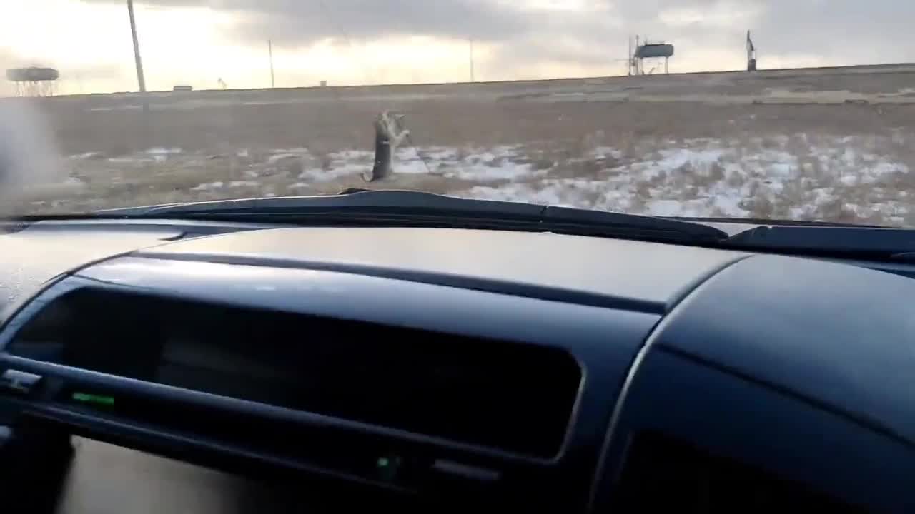 Stray dog rescued by passing motorists from power line clamp