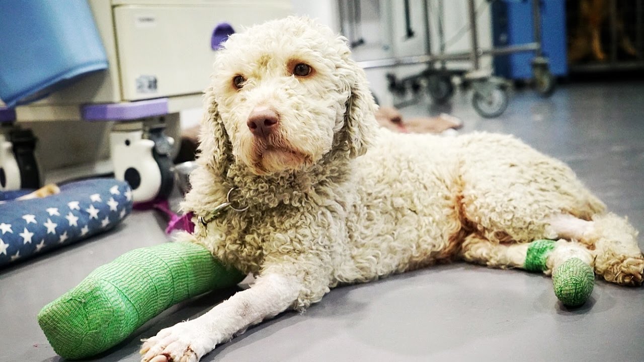 We didn’t know if he’d walk again – until this intervention